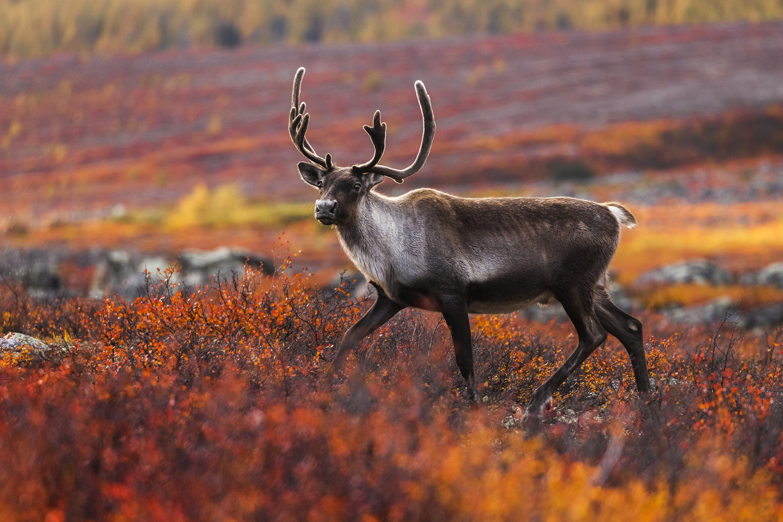 Animal Facts: Caribou | Canadian Geographic