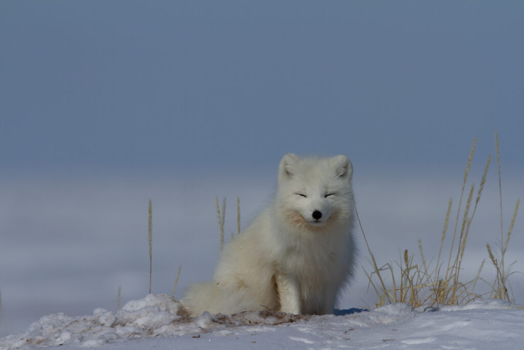 Animal Facts: Arctic fox | Canadian Geographic
