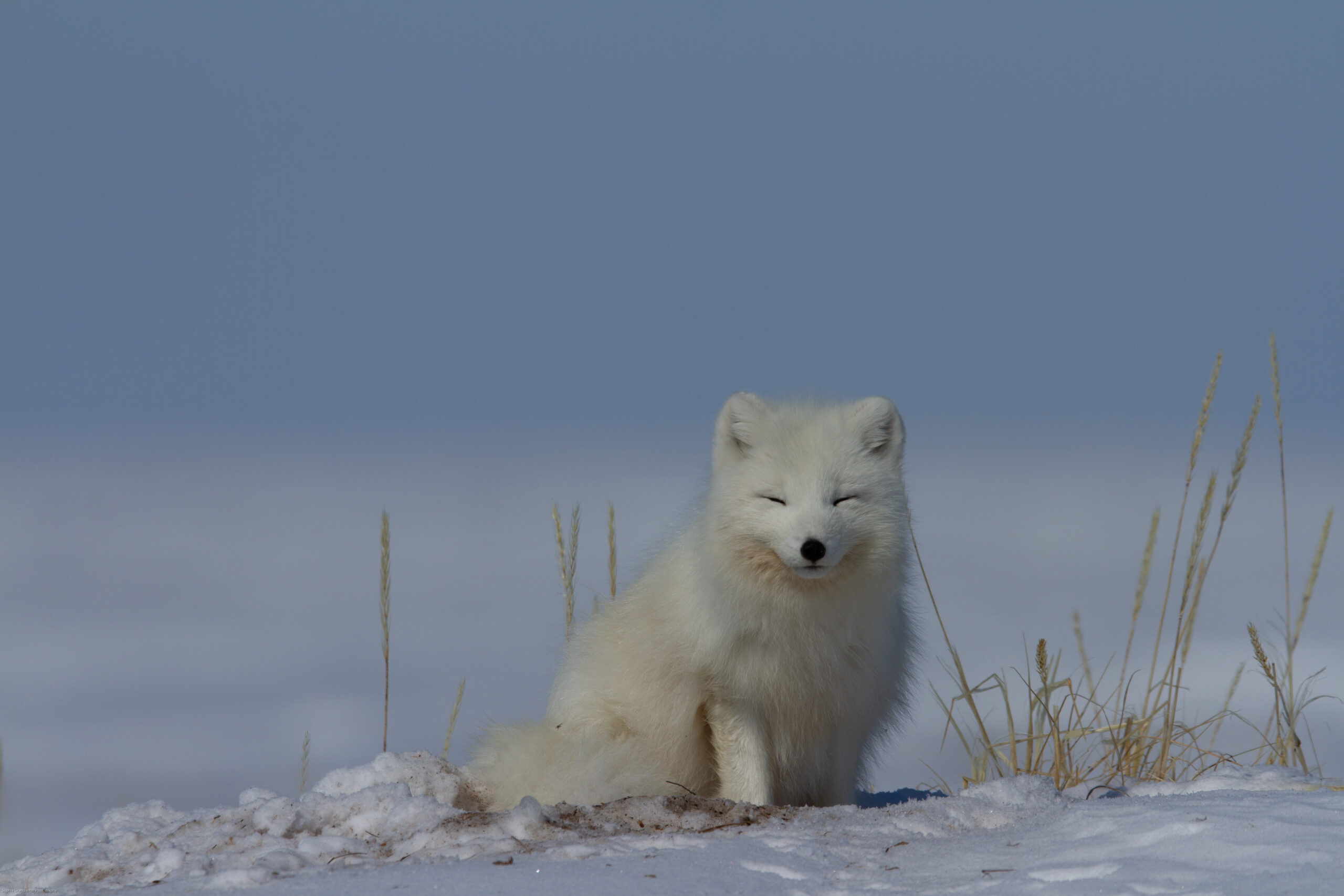 Animal Facts: Arctic fox | Canadian Geographic