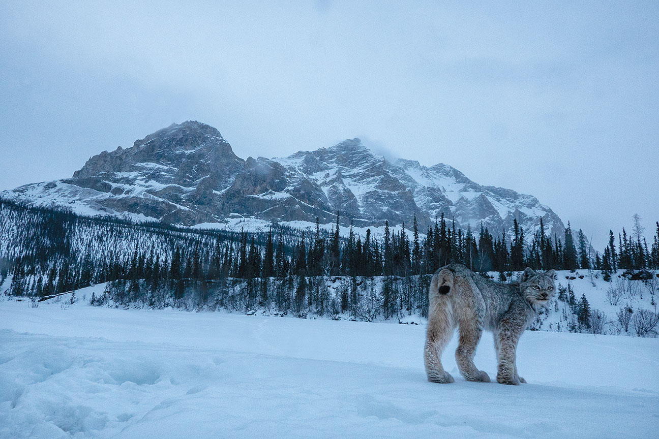 Into the wintry kingdom of the Canada lynx | Canadian Geographic