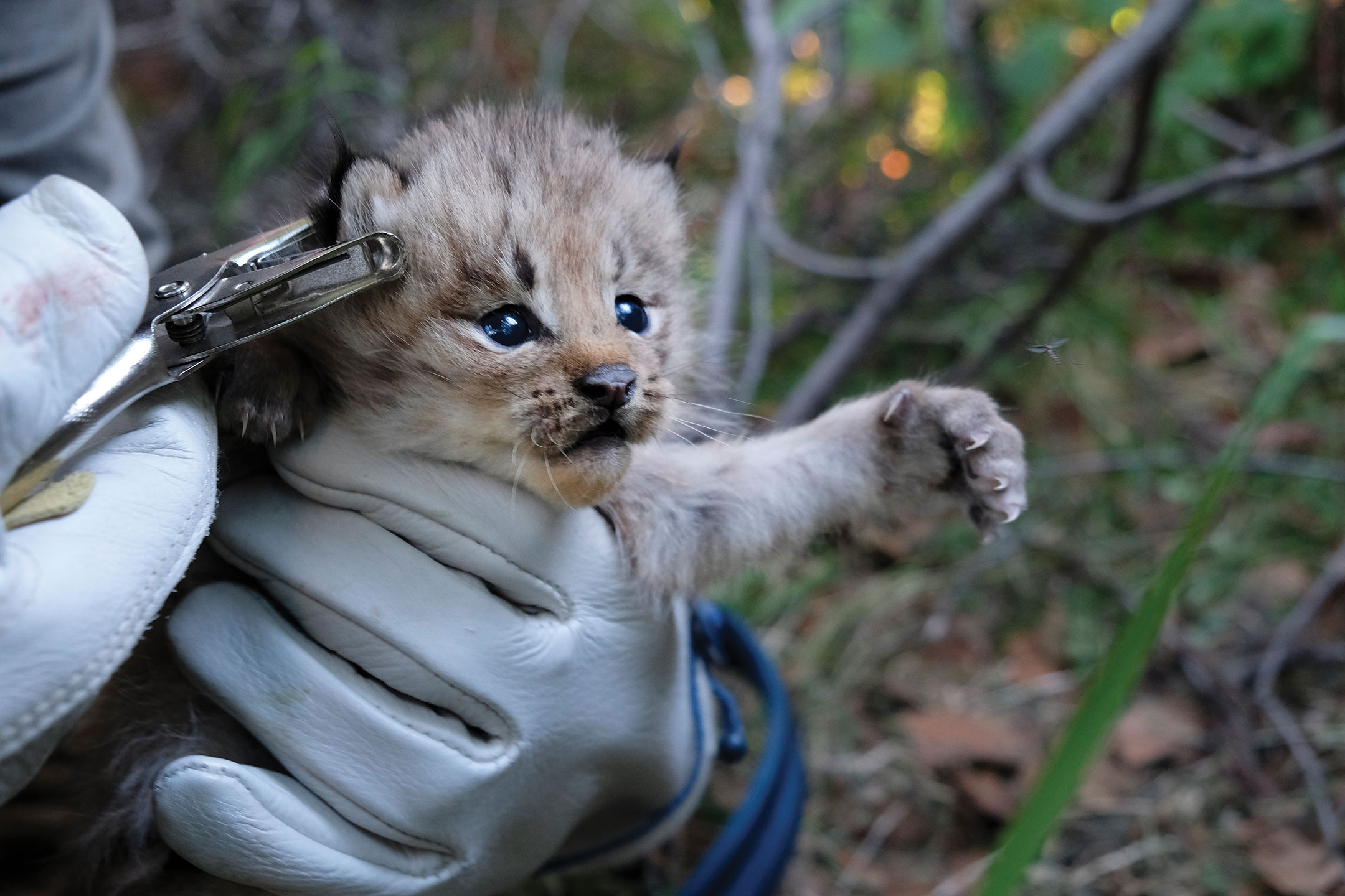 Into the wintry kingdom of the Canada lynx | Canadian Geographic