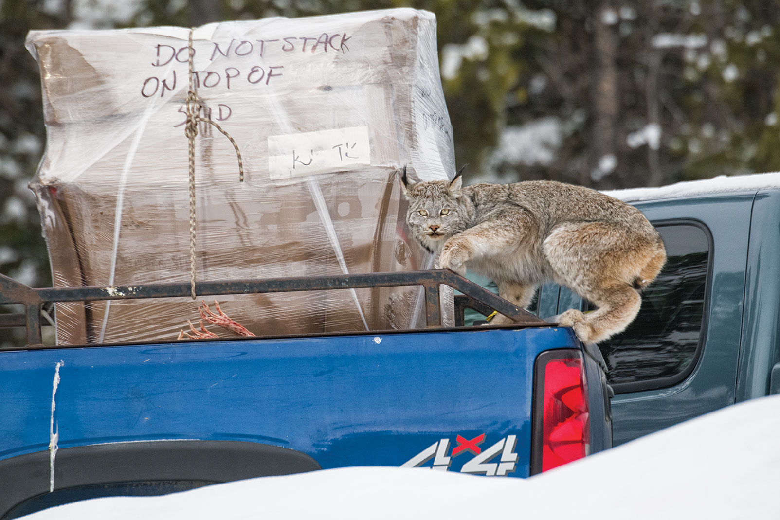 Into the wintry kingdom of the Canada lynx | Canadian Geographic