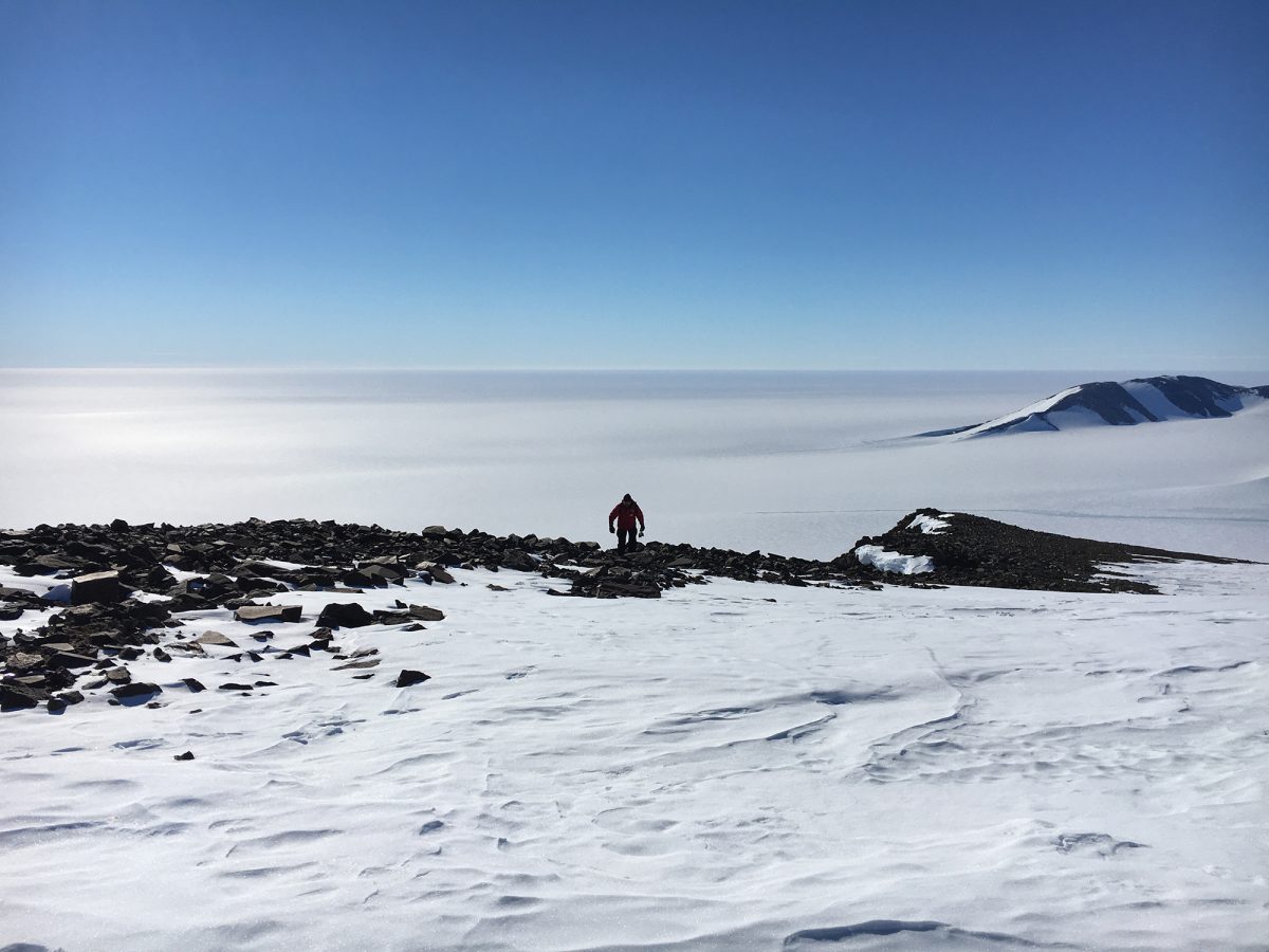 Antarctic springtail secrets | Canadian Geographic