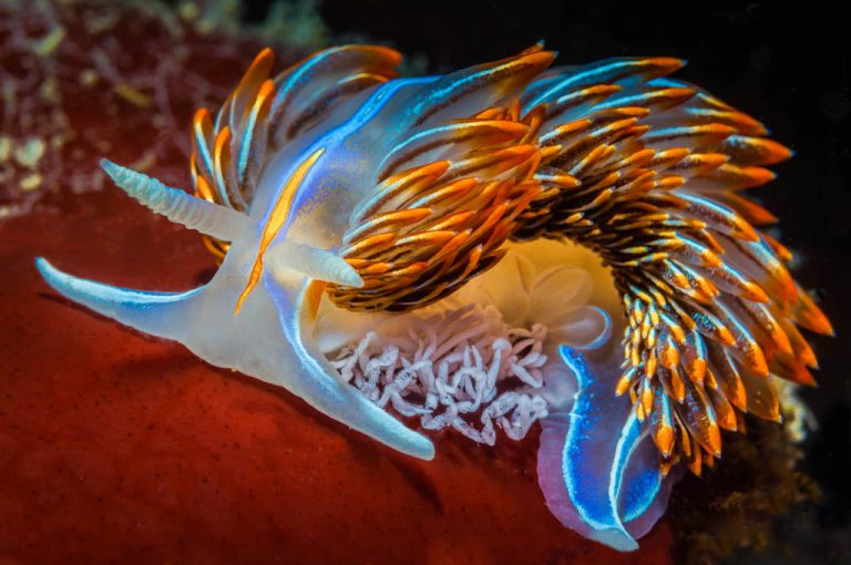 What is a nudibranch? Meet the “high fashion models” of the ocean ...