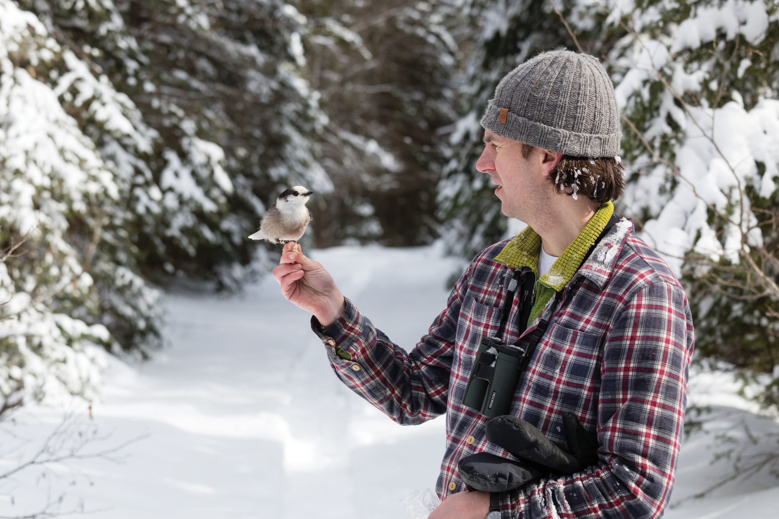 Oh Canada jay! The story behind an icon-in-the-making | Canadian Geographic