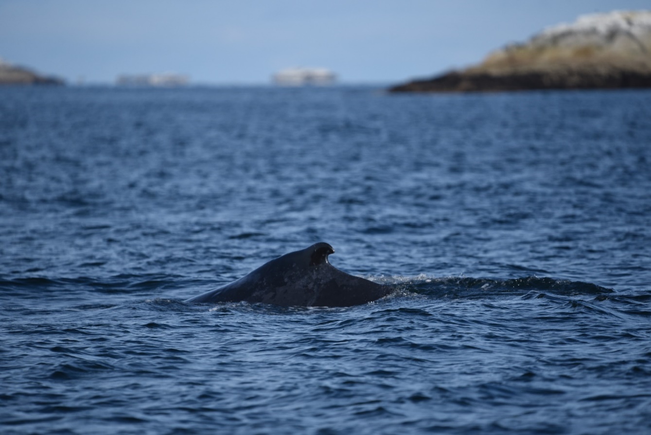 Working with whales through Direct Action | Canadian Geographic