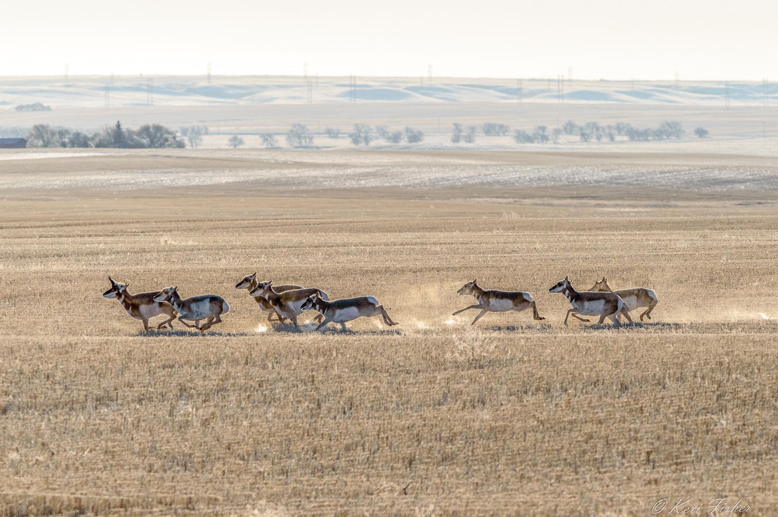 For the love of pronghorns | Canadian Geographic