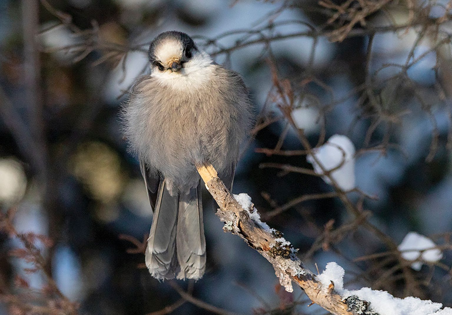 Oh Canada jay! The story behind an icon-in-the-making | Canadian Geographic