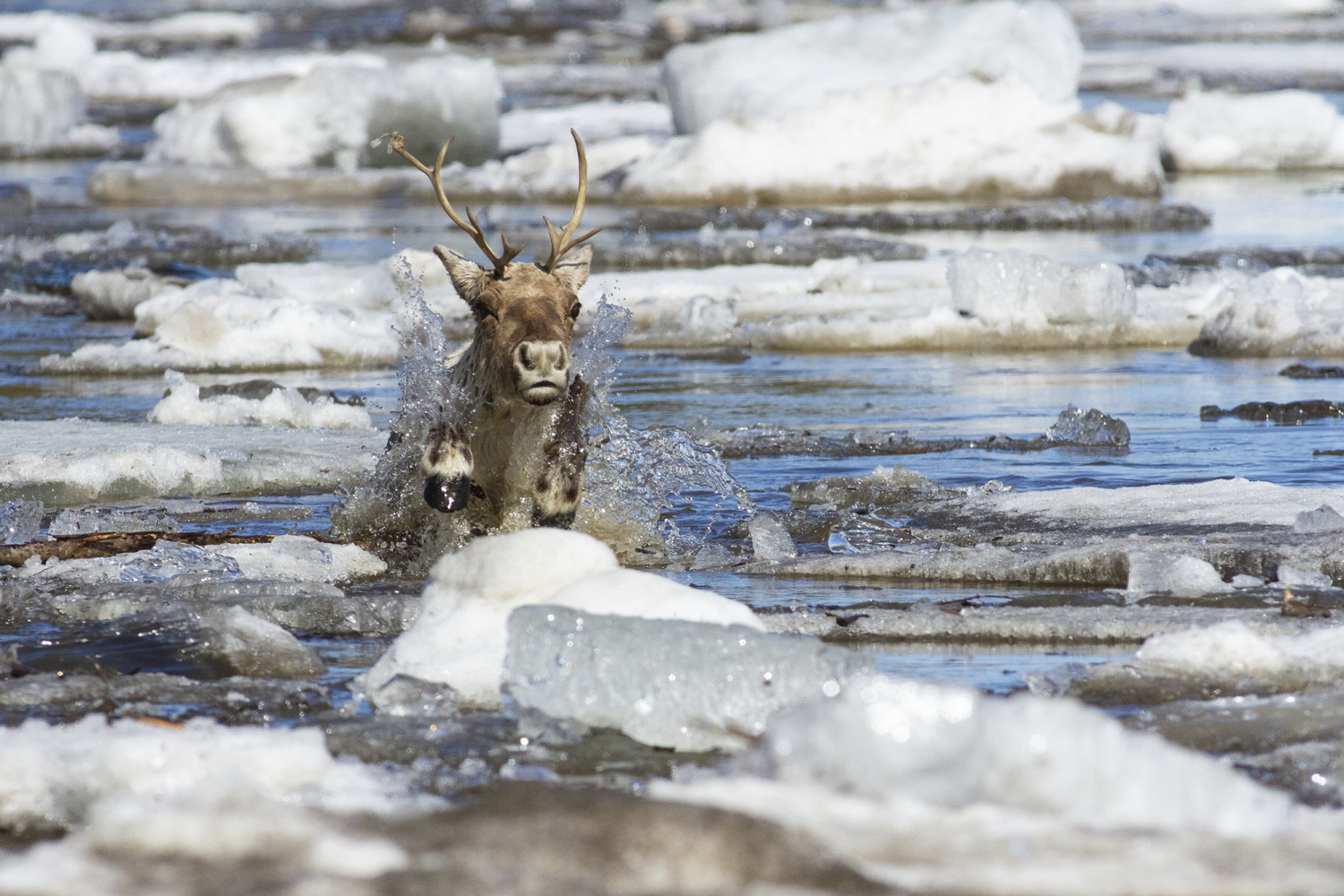 Caribou are vanishing at an alarming rate. Is it too late to save them ...