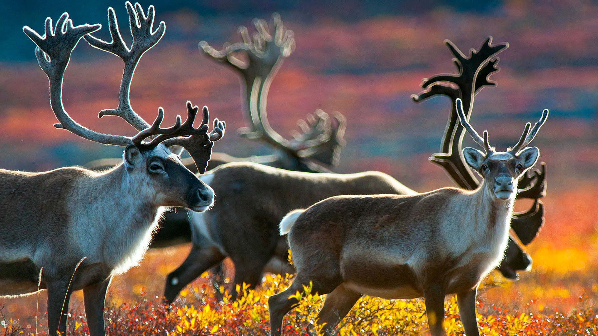 Caribou are vanishing at an alarming rate. Is it too late to save them ...