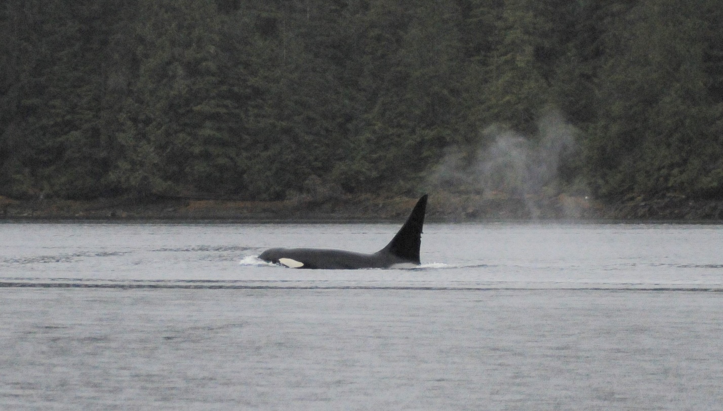 Working with whales through Direct Action | Canadian Geographic