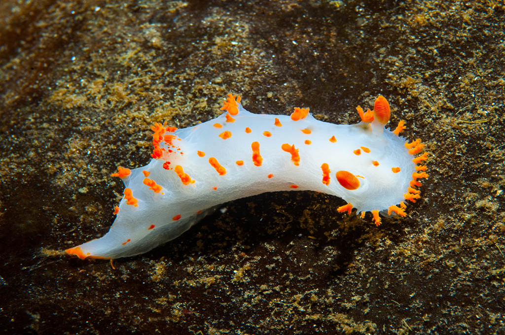 What is a nudibranch? Meet the “high fashion models” of the ocean ...