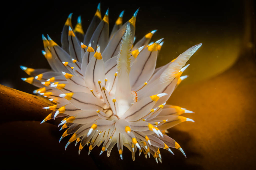 What is a nudibranch? Meet the “high fashion models” of the ocean ...
