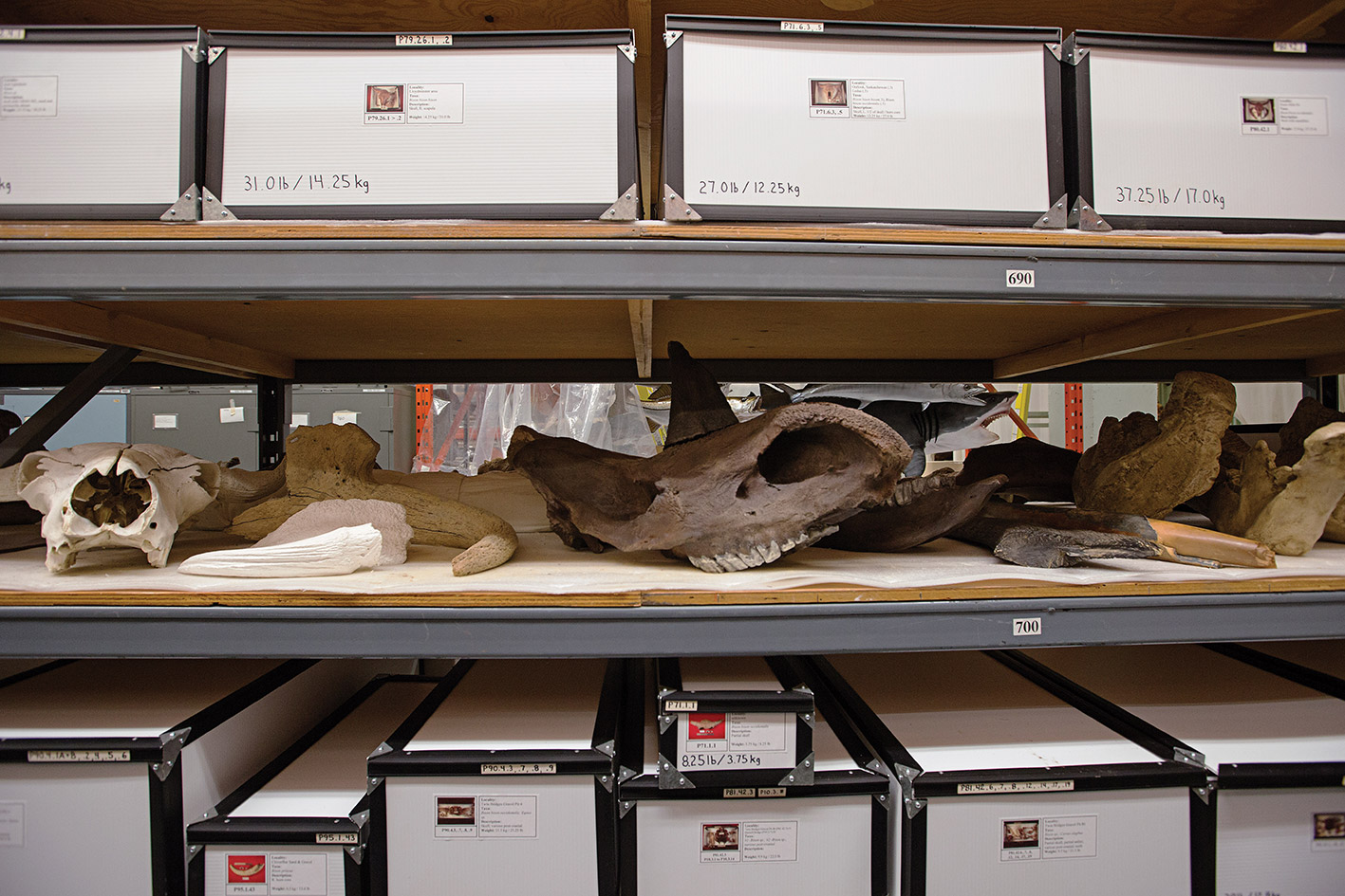 Photos: Inside the Royal Alberta Museum’s mammoth move | Canadian ...