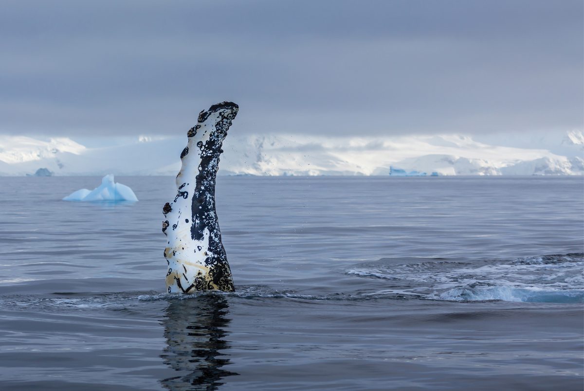 “There’s no coming back from this:” Why the global ocean crisis ...