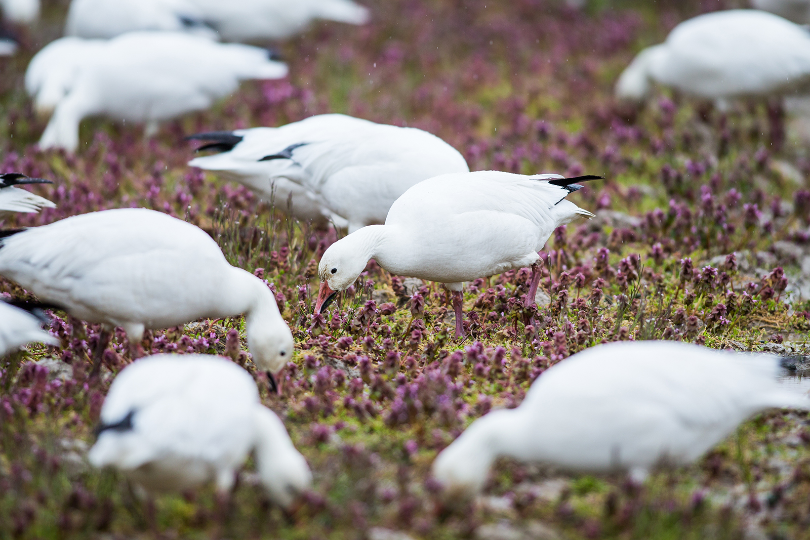 The fate of the Fraser River delta | Canadian Geographic