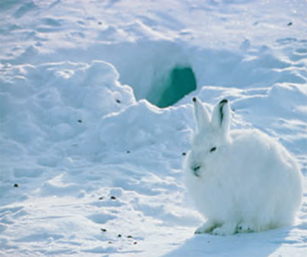 Animal Facts: Arctic hare | Canadian Geographic
