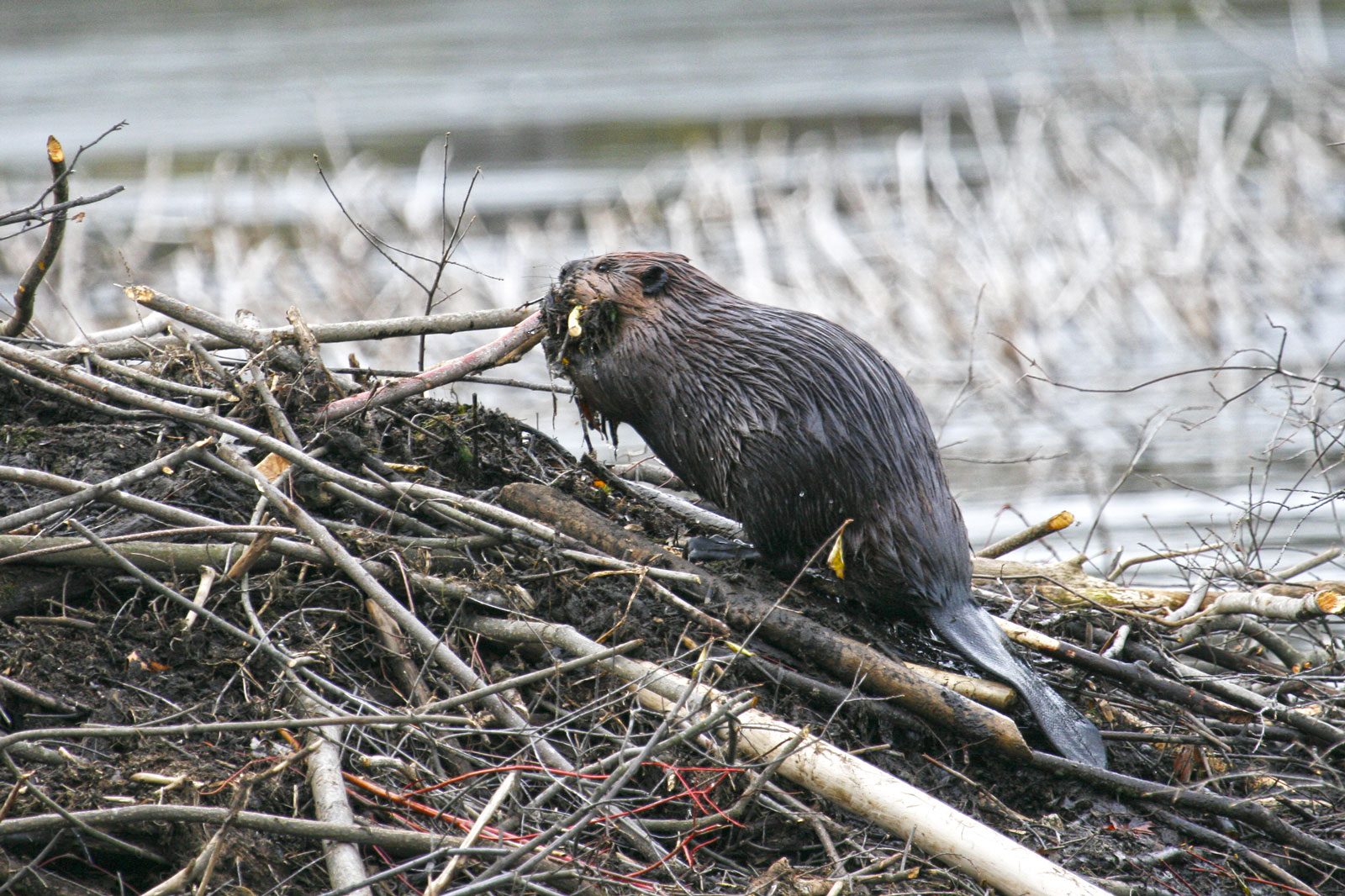 Five fascinating facts about beavers | Canadian Geographic