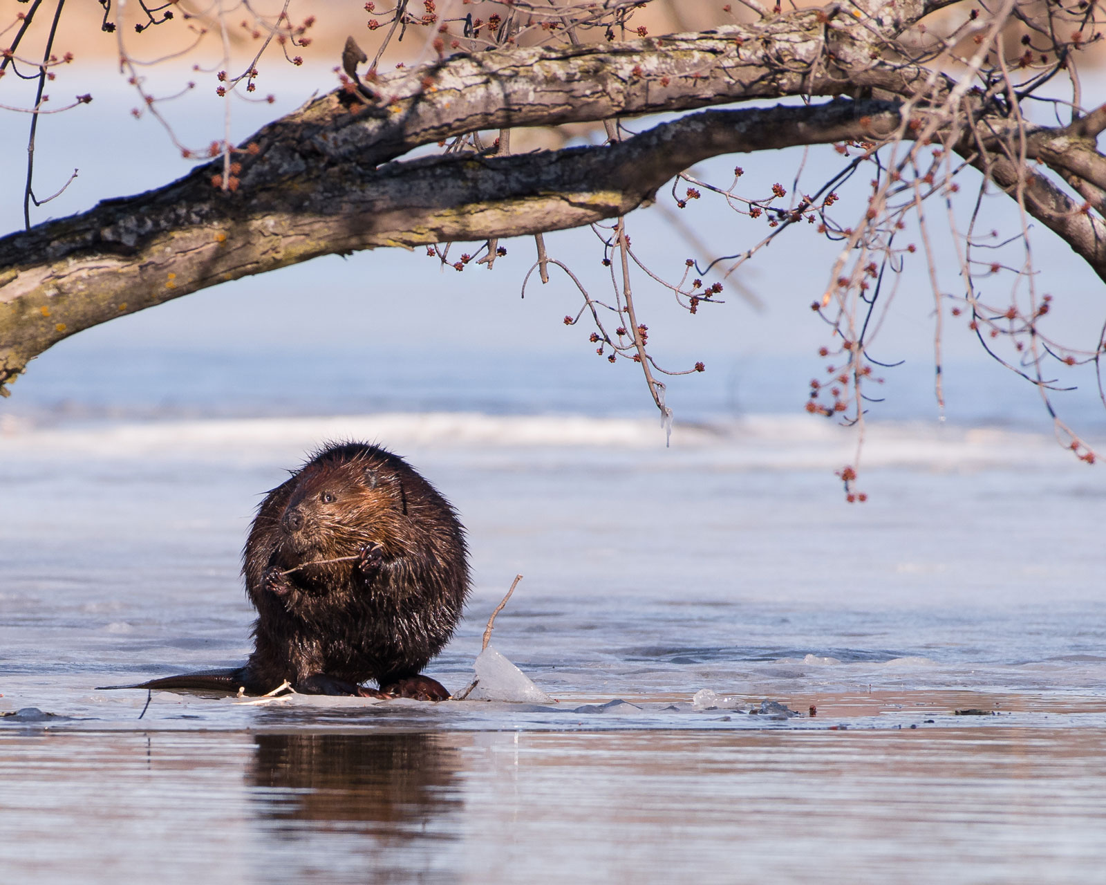 Five fascinating facts about beavers | Canadian Geographic