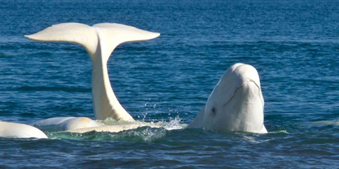 Beluga habitat concerns delay Energy East pipeline terminal | Canadian ...