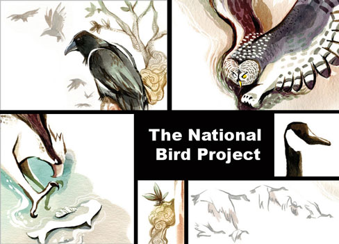 The process of illustrating the National Bird Project | Canadian Geographic