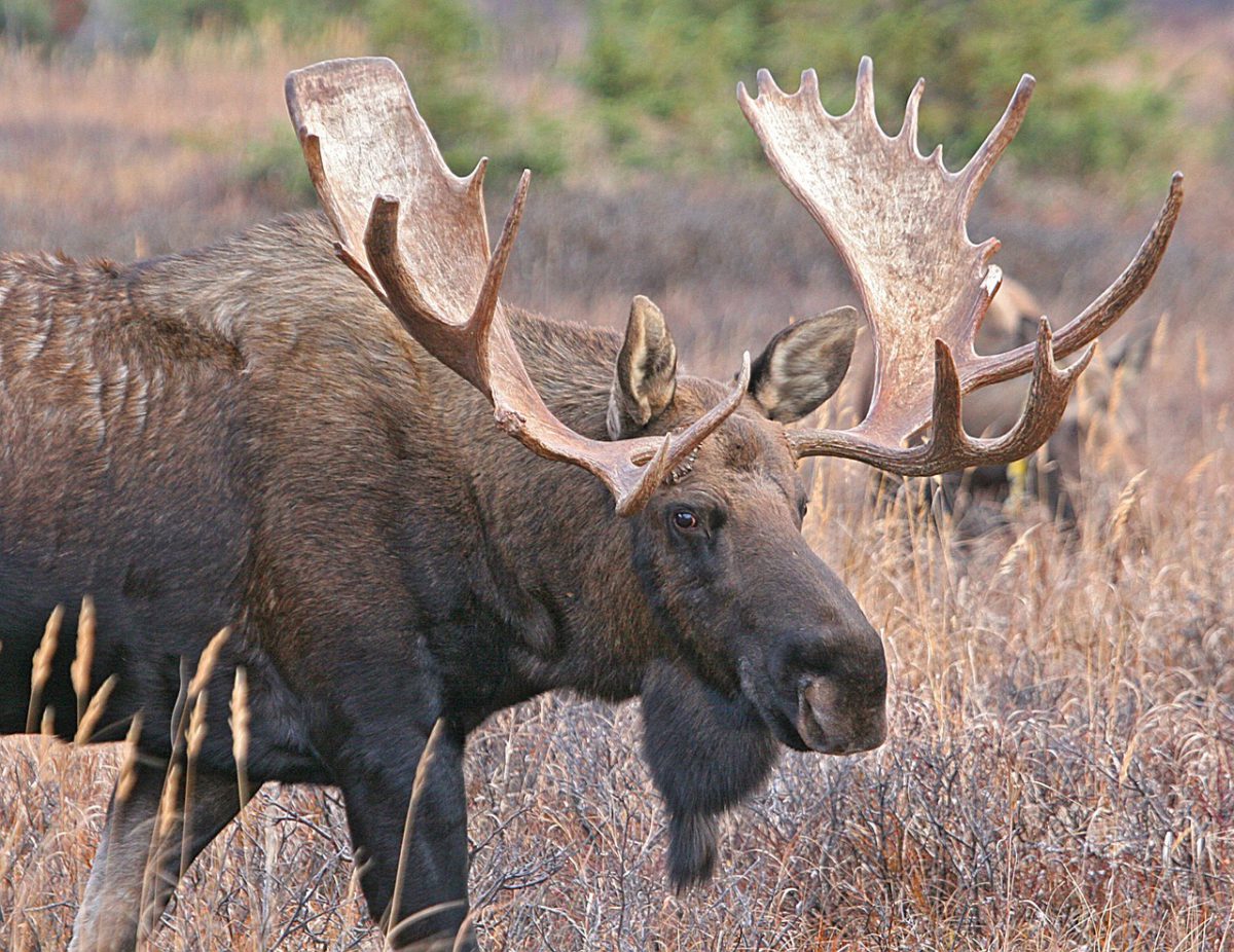 Study finds moose are on the move as the north warms | Canadian Geographic