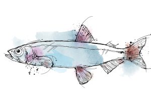 The cod delusion | Canadian Geographic