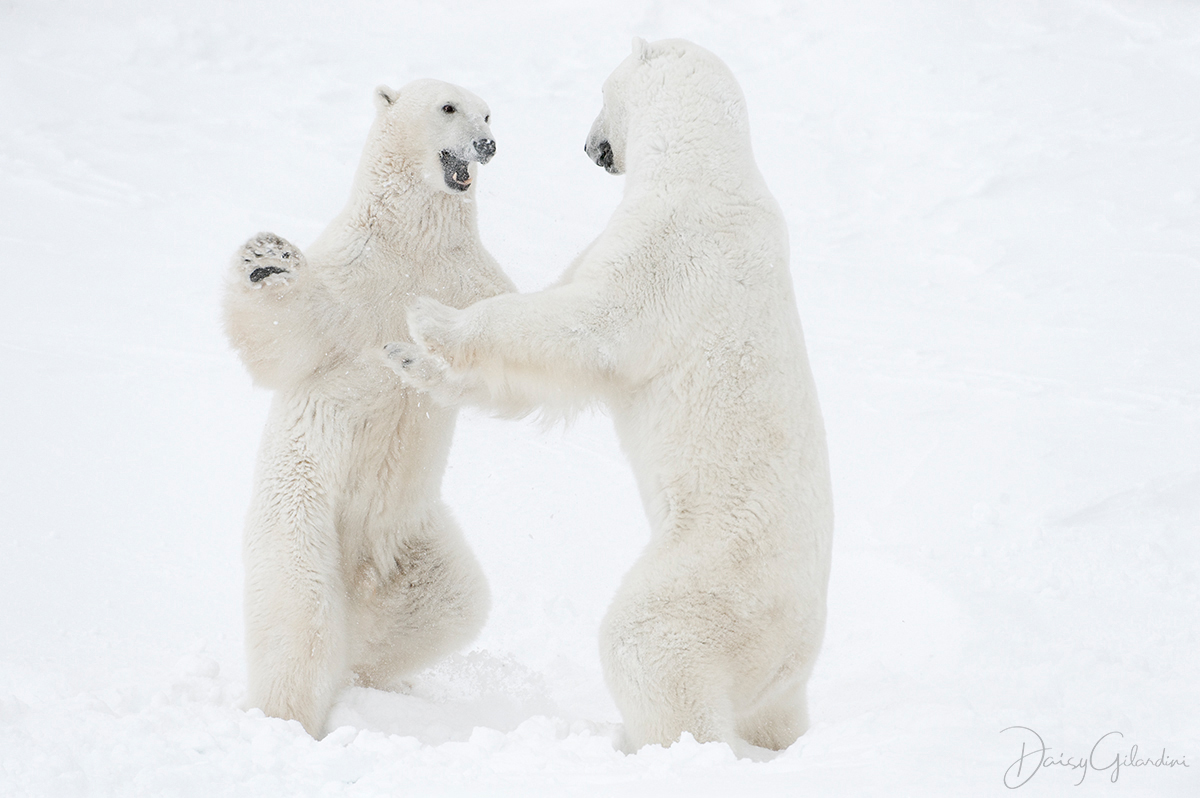 Photos: Bear witness | Canadian Geographic