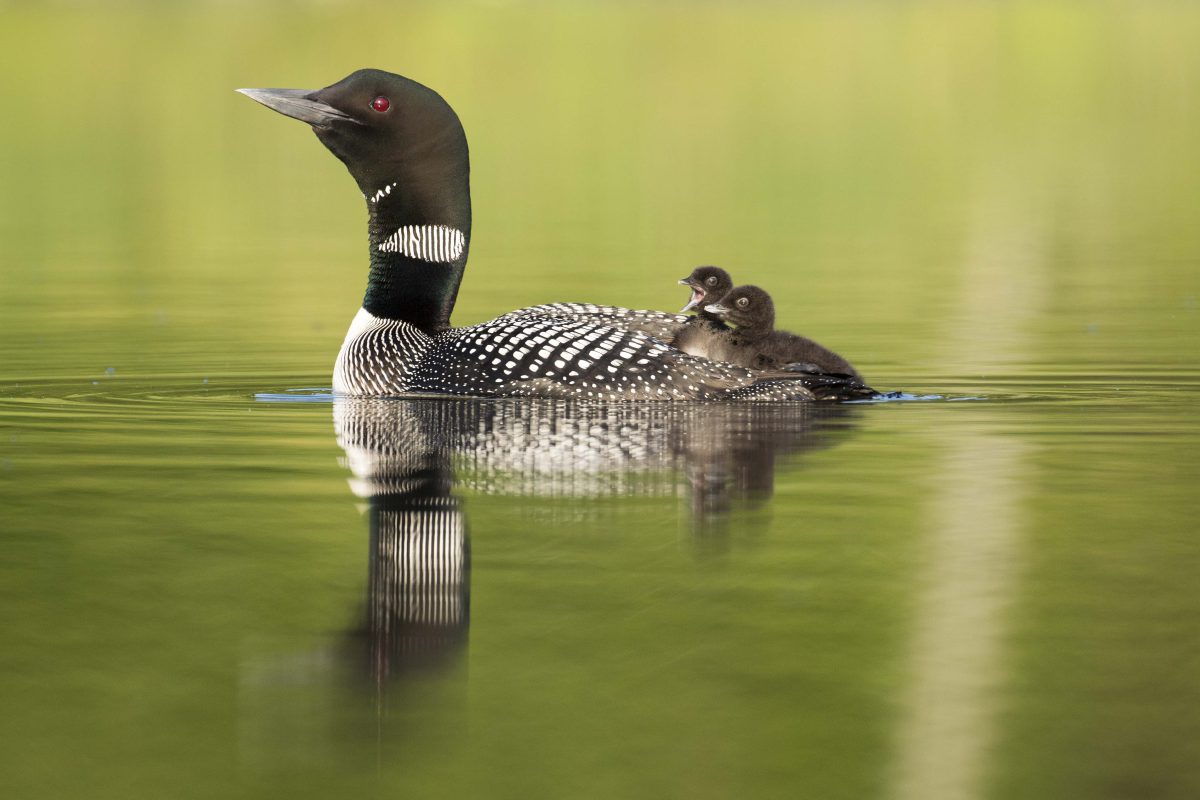 Wildlife Wednesday: Is the iconic loon in trouble? | Canadian Geographic