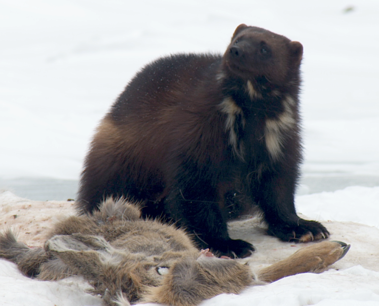 Why won’t wolverines cross the road? | Canadian Geographic