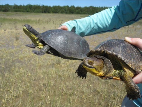 Decoy turtles used to solve murder mystery in Manitoulin Island area ...