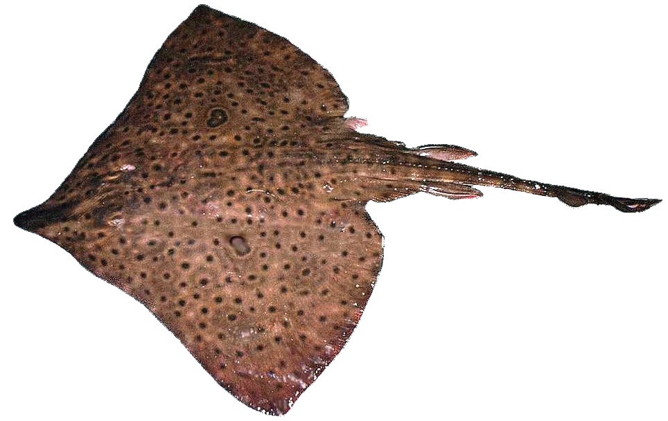 Wildlife Wednesday: orca, wolves, skates, hares and pronghorns ...