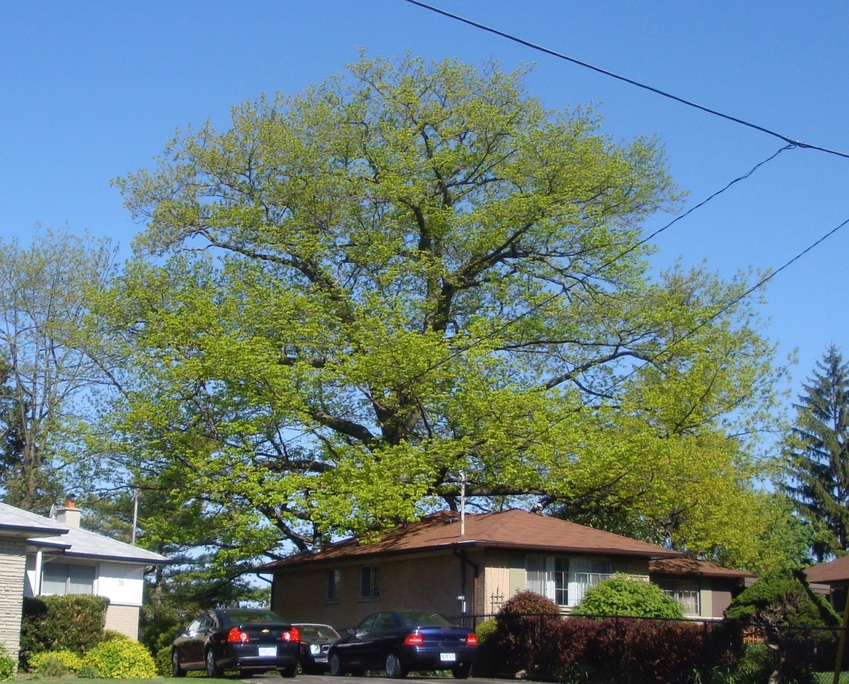 Toronto city council votes to save historic red oak | Canadian Geographic