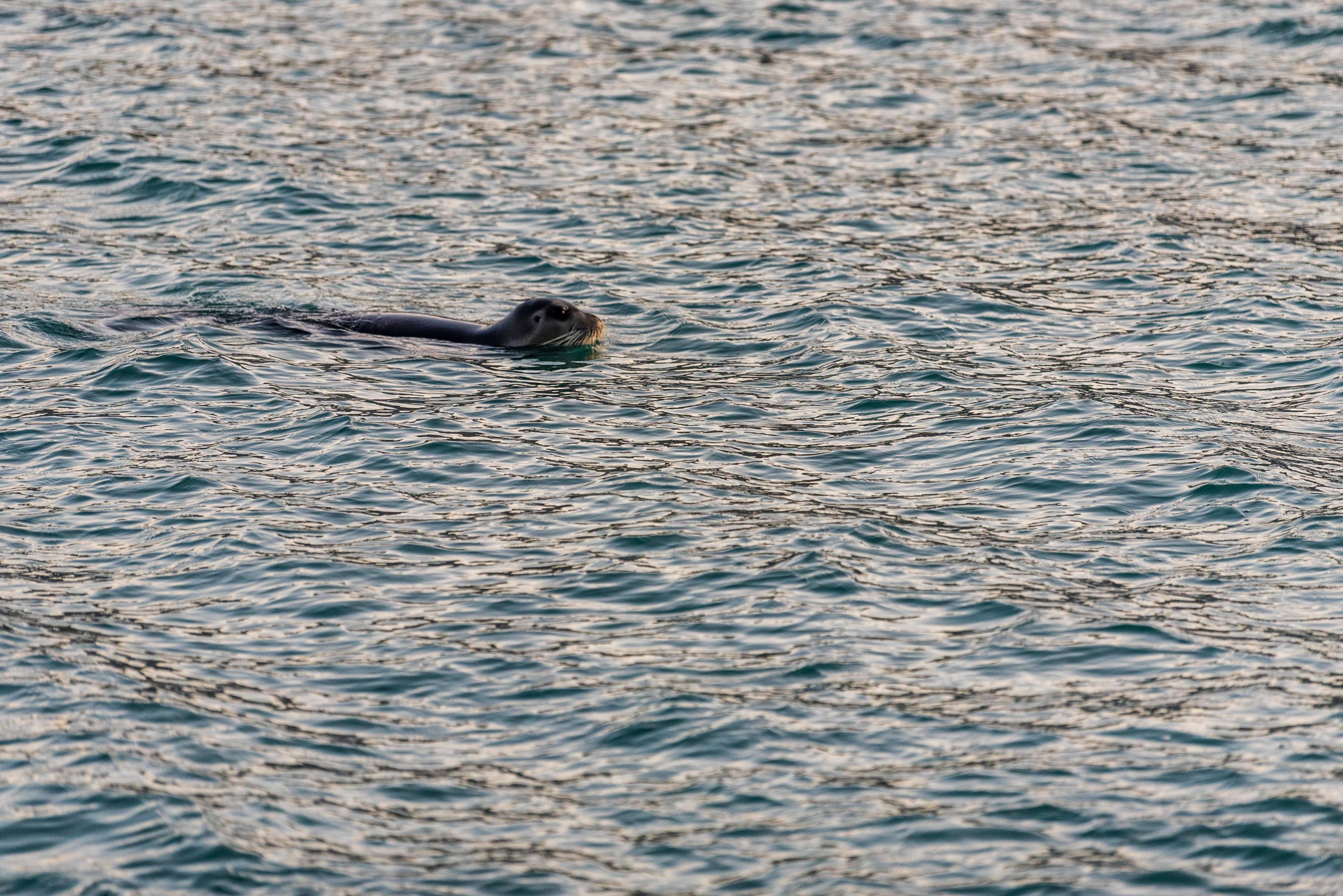Hearts in the Ice: Biodiversity and our oceans | Canadian Geographic