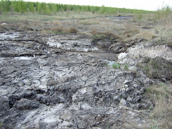 Bringing back the peatlands | Canadian Geographic