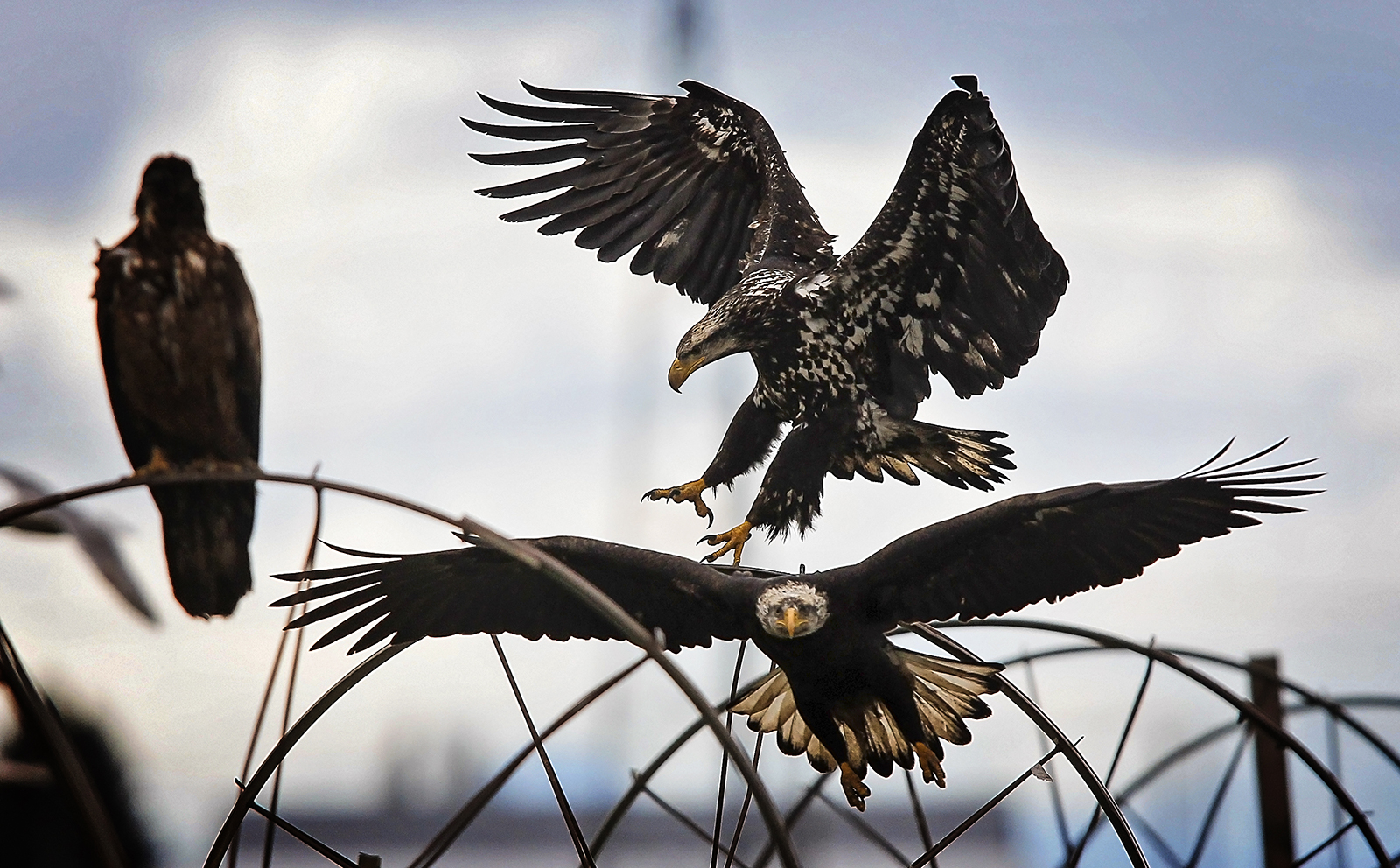 The fate of the Fraser River delta | Canadian Geographic