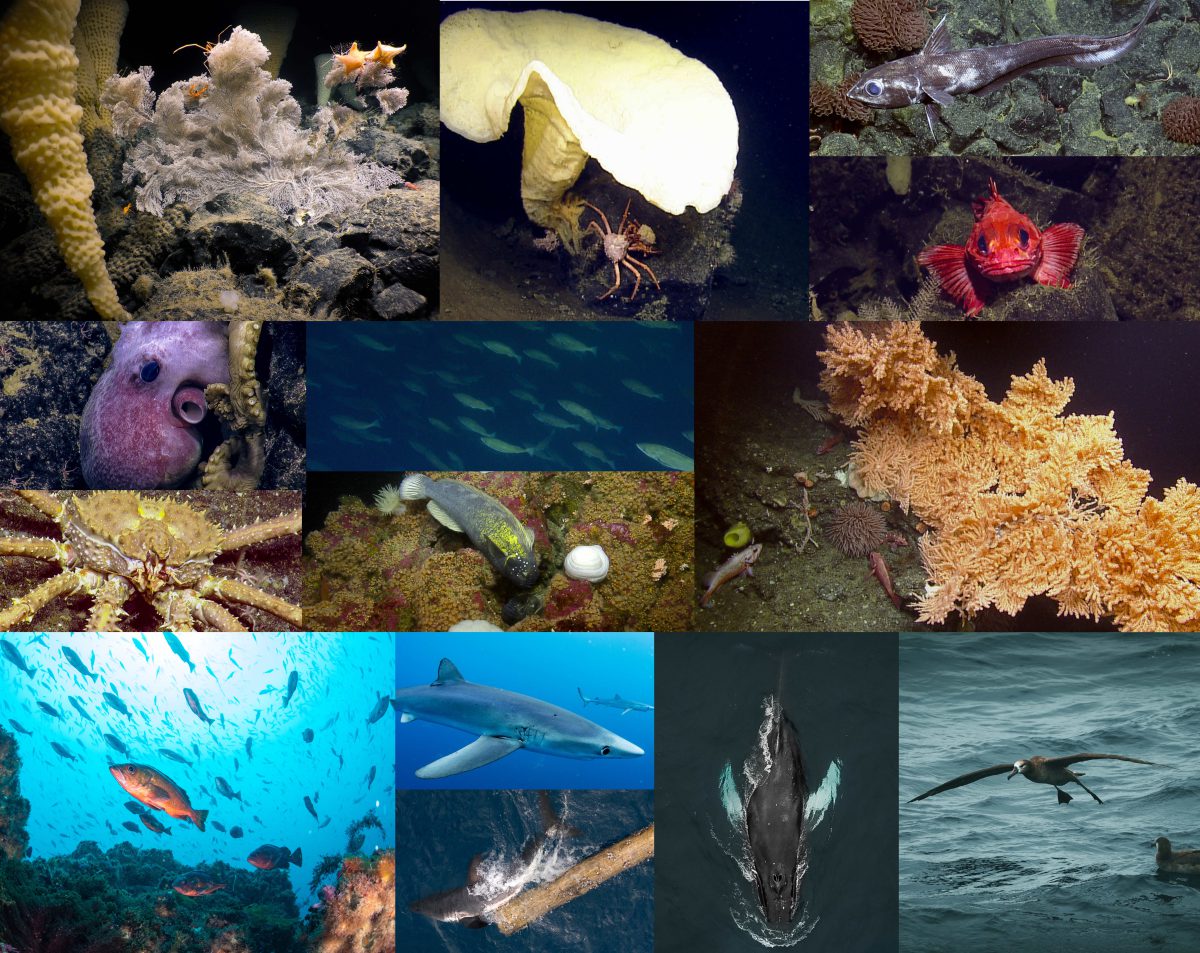 Life on mountains in the sea | Canadian Geographic