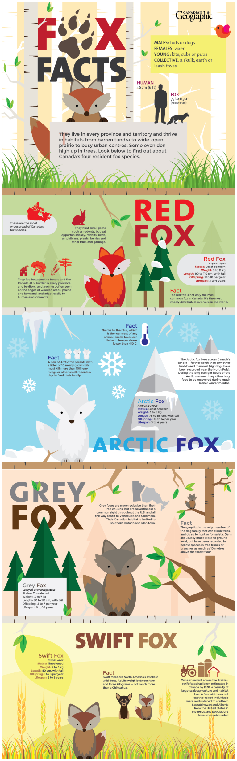Infographic: Canada’s four foxes | Canadian Geographic
