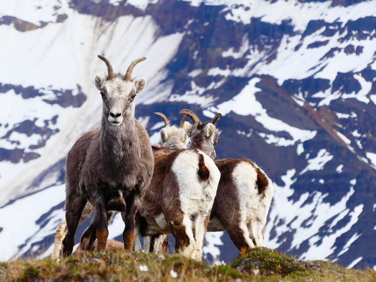 Muskwa-Kechika: An opportunity for bold conservation action | Canadian ...