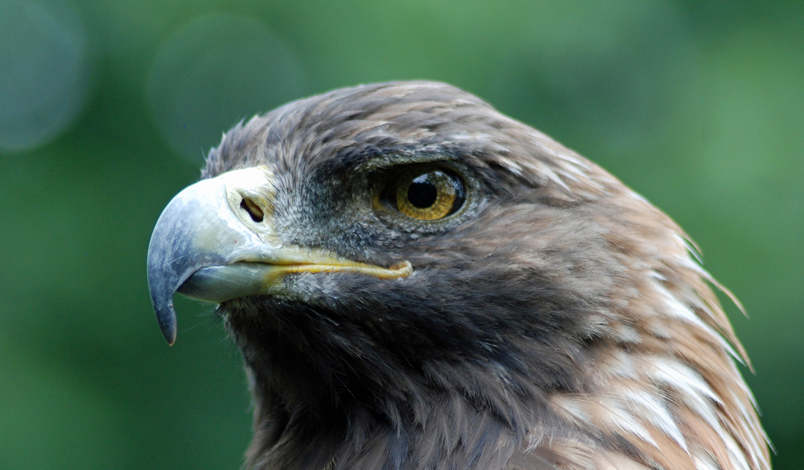 How citizen scientists solved a migration mystery | Canadian Geographic