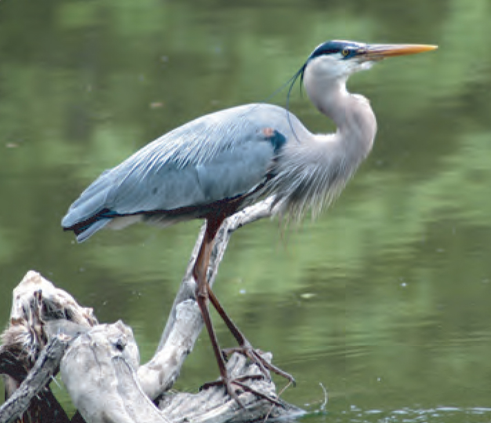 Animal Facts: Great blue heron | Canadian Geographic
