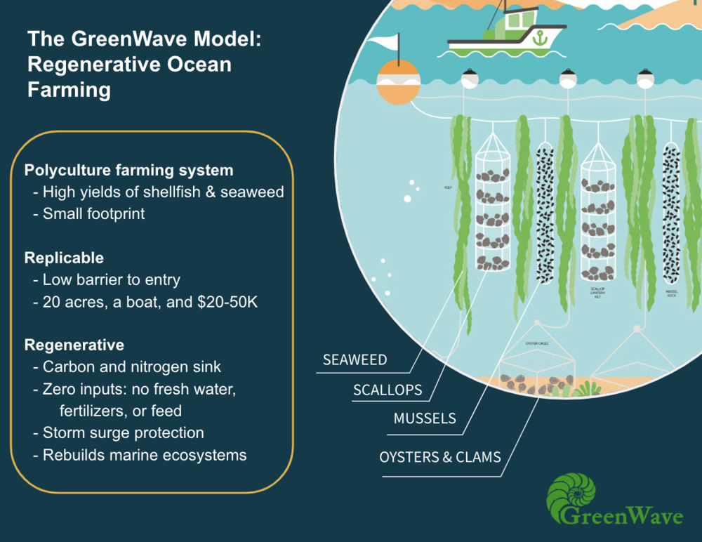 Q&A: The sustainability of regenerative ocean farming | Canadian Geographic