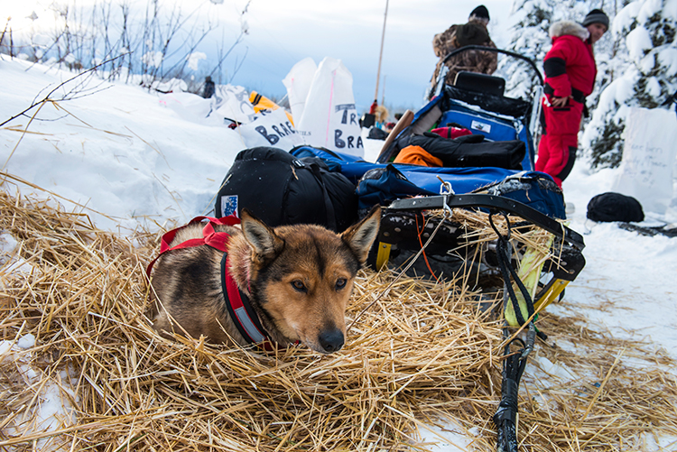 Interview with Yukon Quest musher Rob Cooke | Canadian Geographic