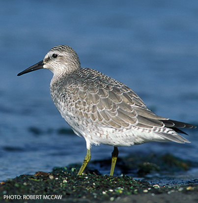 Red Knot: Endangered Species | Canadian Geographic