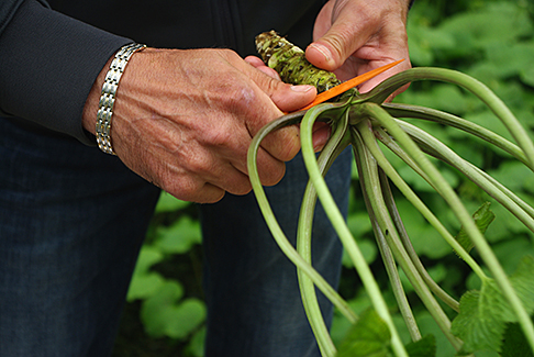 Canada’s wasabi revolution | Canadian Geographic