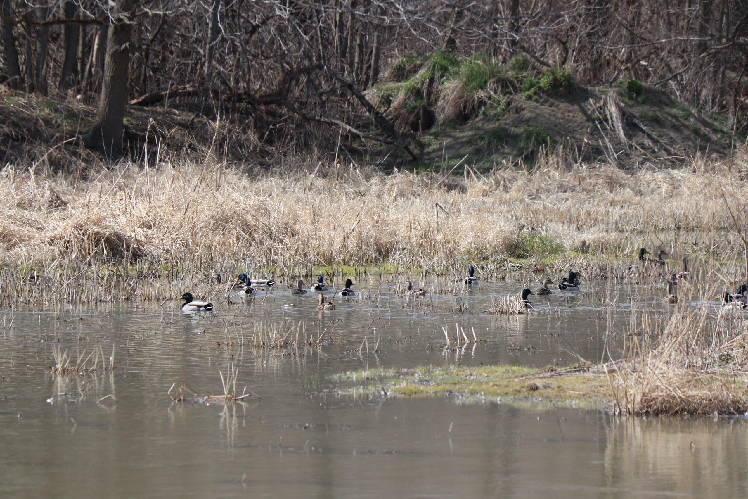 Remembering ‘Wild Goose’ Jack Miner | Canadian Geographic