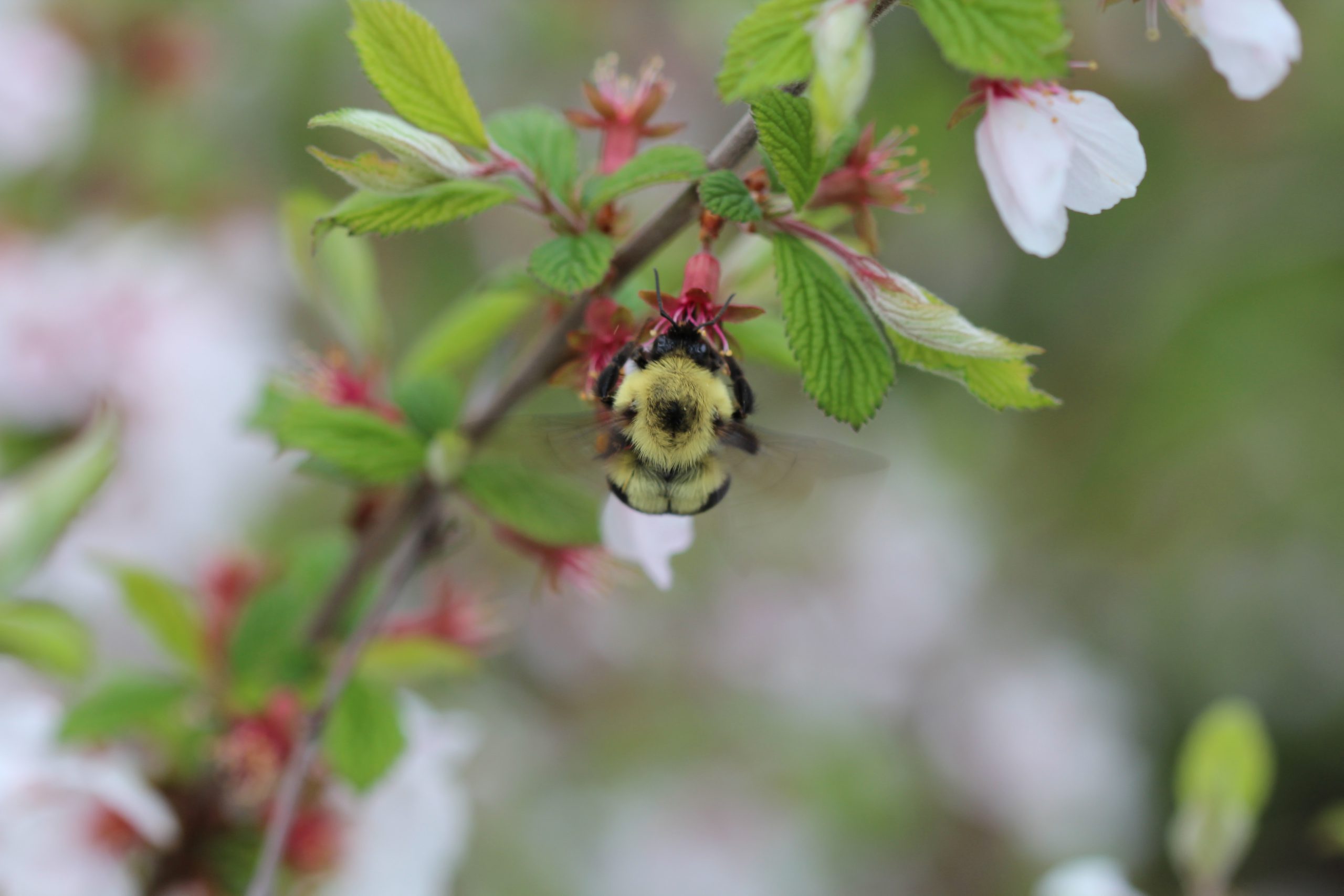The truth about bees | Canadian Geographic