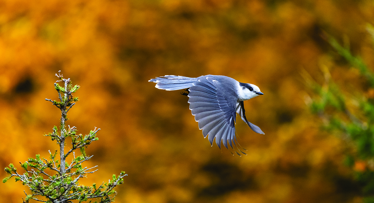 Oh Canada jay! The story behind an icon-in-the-making | Canadian Geographic