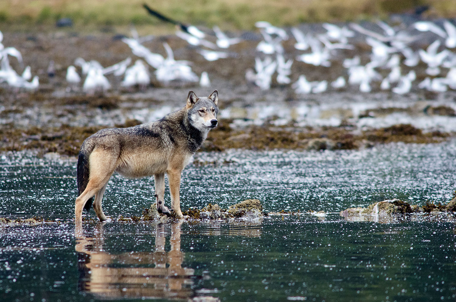 The amazing sea wolves of the Great Bear Rainforest | Canadian Geographic