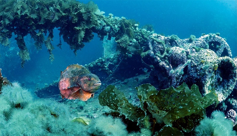 Photos from beneath Bell Island, Newfoundland | Canadian Geographic